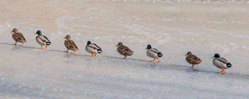 Ducks, 8 Ducks Walking in a Line Stock Photo - Image of walking, birds ...