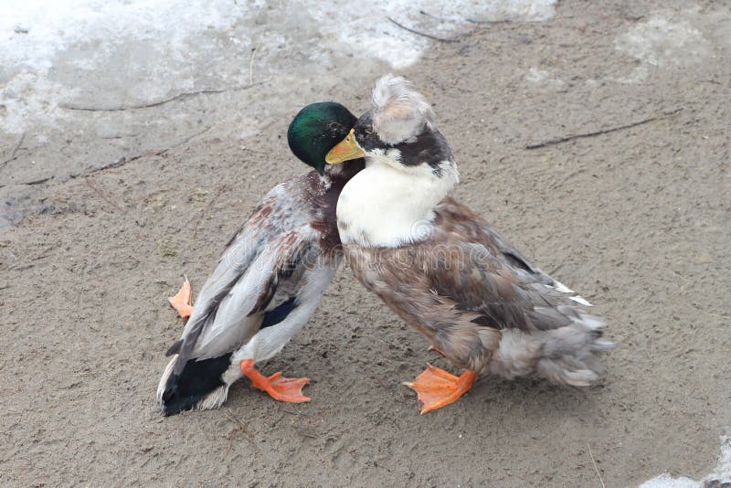 Ducks on the earth stock image. Image of soil, female - 53127945