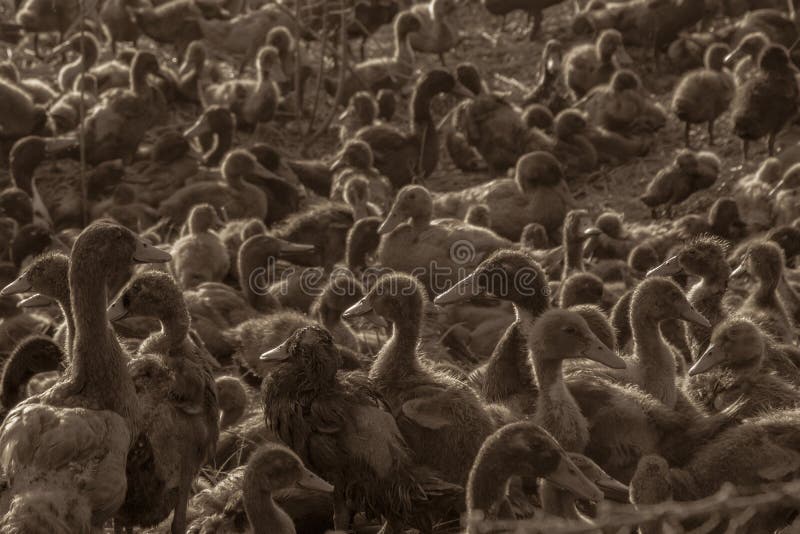 Ducks are Eating Small Aquatic Animals on Rice Field Stock Image ...