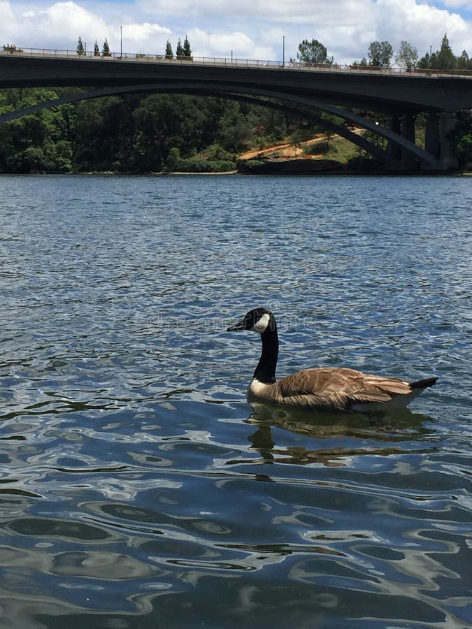 Ducks stock image. Image of california, wildlife, enjoying - 71556275