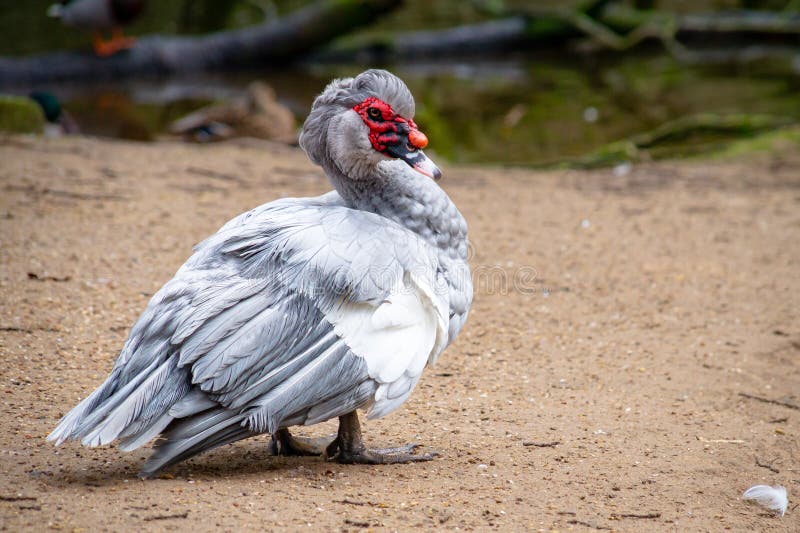 Ducks everywhere stock image. Image of duck, black, fowl - 241361493