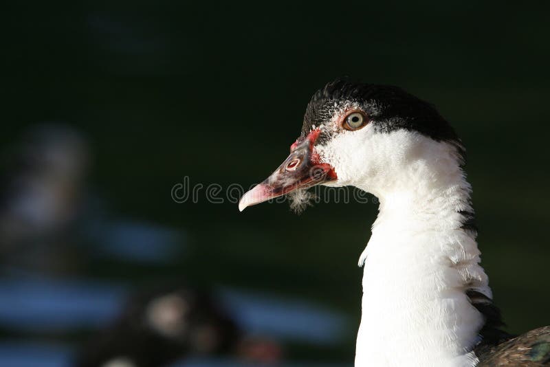 Ducks face stock photo. Image of freedom, feathered, natural - 7113792