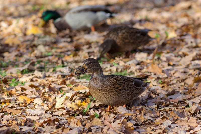 Ducks in the fall stock photo. Image of female, male - 130977260