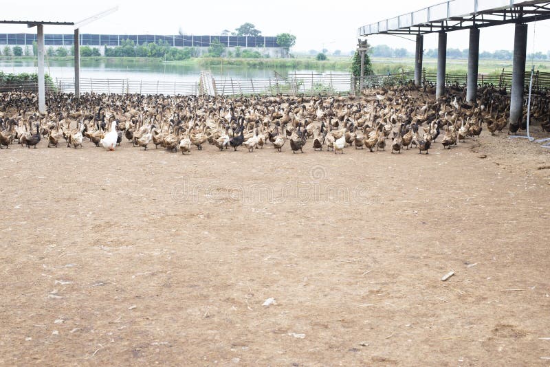 The Ducks in the Farm with Many Stock Image - Image of troop, poultry ...