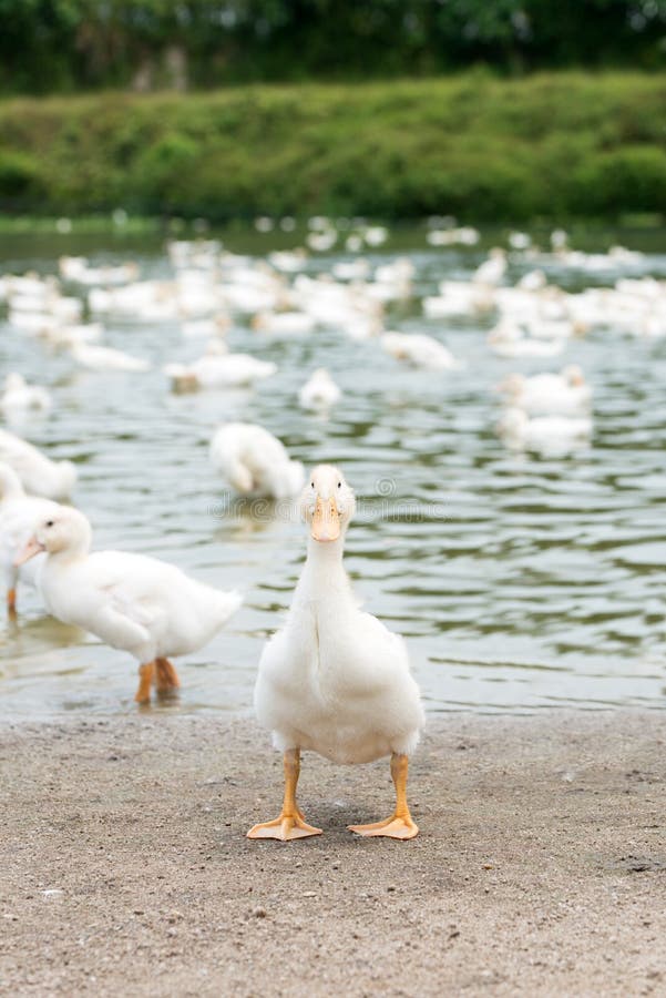 Ducks in farm stock image. Image of industry, rural, farm - 57531045