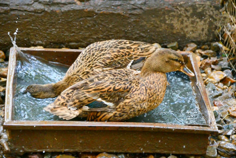 Ducks at the farm stock image. Image of breeding, breed - 153128439