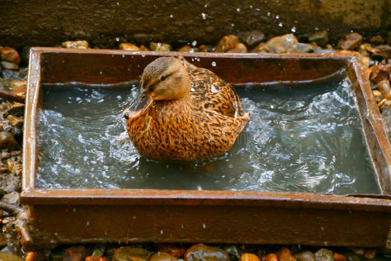 Ducks at the farm stock photo. Image of barton, animals - 149308140