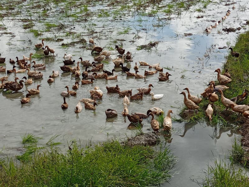 Ducks in Farm stock image. Image of swamp, ducks, farm - 203224811