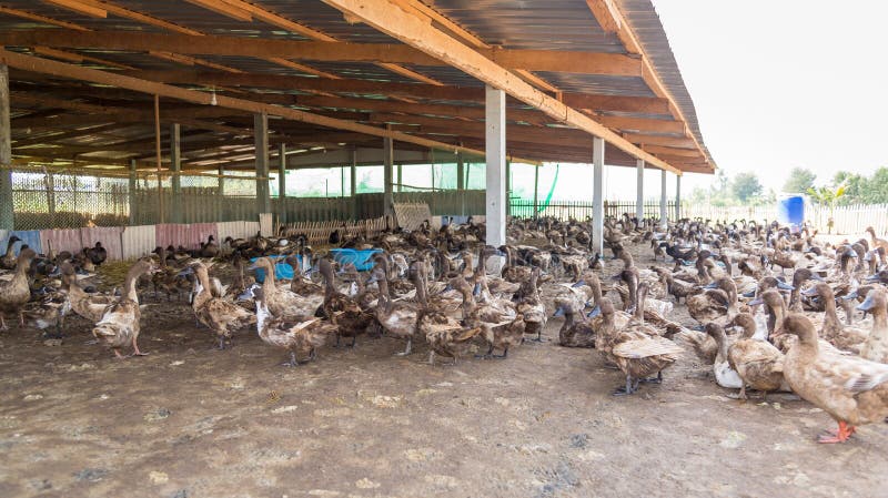 Ducks in the farm, stock image. Image of peking, horizon - 65499885