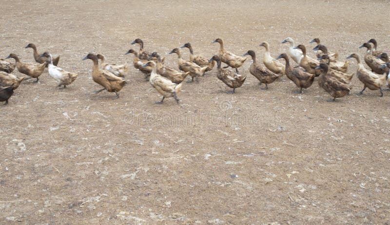 The Ducks in the Farm are Walking in Orderly Row Stock Photo - Image of ...