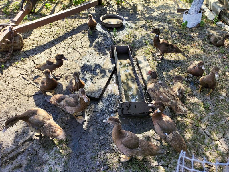 Ducks in the farm yard stock photo. Image of green, cute - 234428774