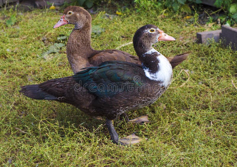 Ducks on a farm stock image. Image of bird, lying, wing - 78375855
