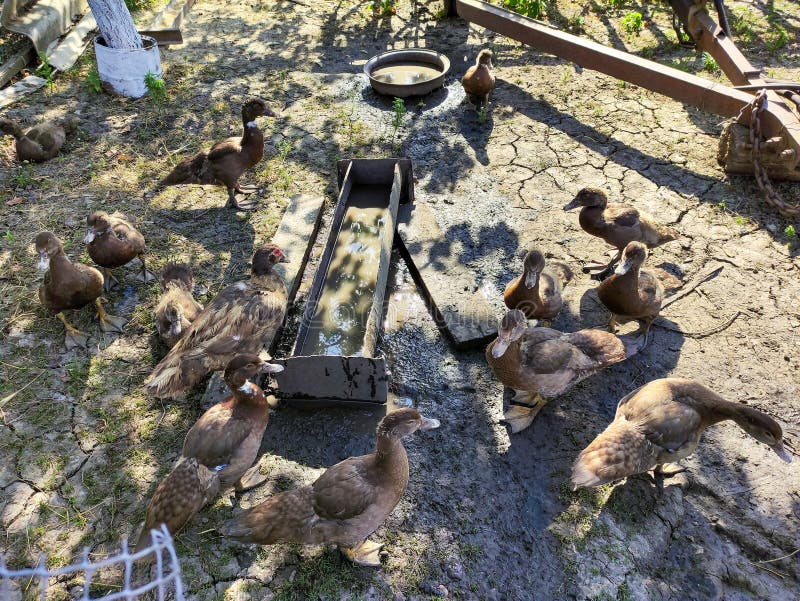 Ducks in the farm yard stock image. Image of blur, colours - 226088777