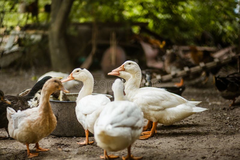 Ducks in the farmyard. stock image. Image of grass, animal - 122943247