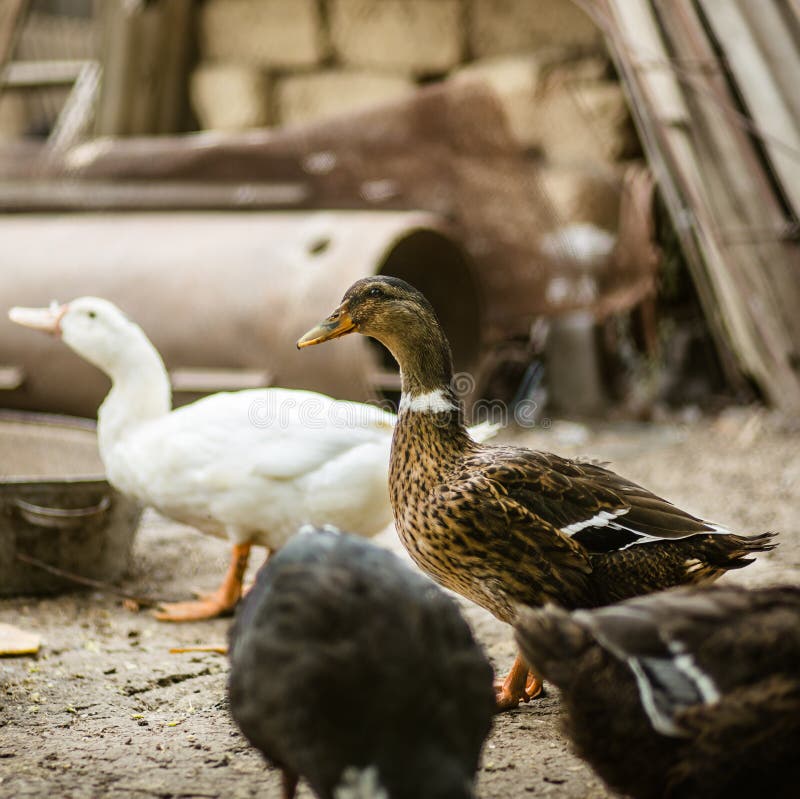 Ducks in the farmyard. stock image. Image of feather - 122945339