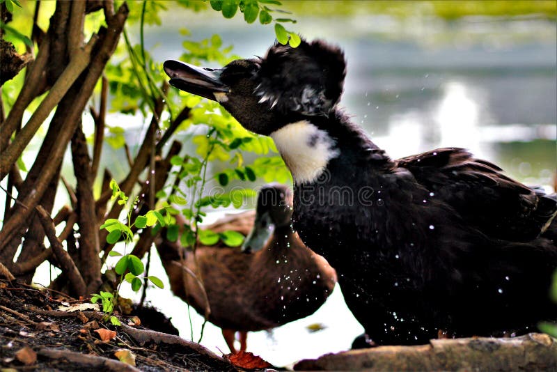 Ducks of a Feather Trail Together Stock Image - Image of together ...