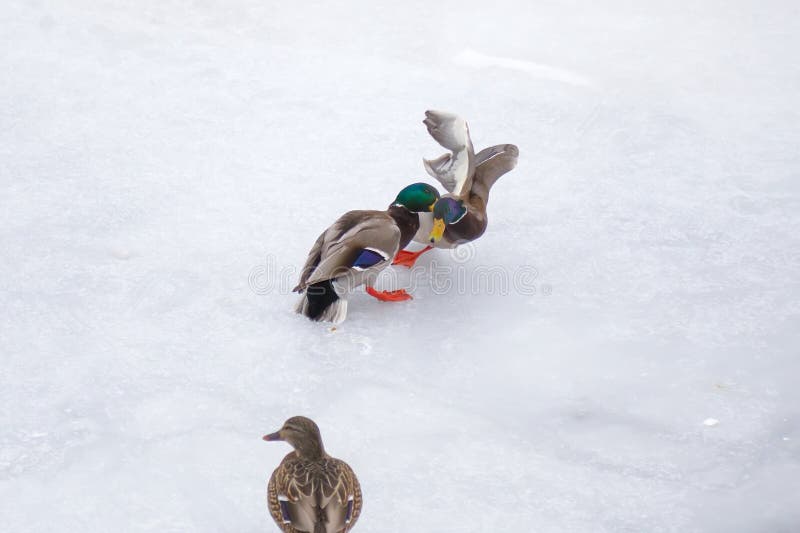Ducks fight stock image. Image of beak, green, grey, group - 81144369