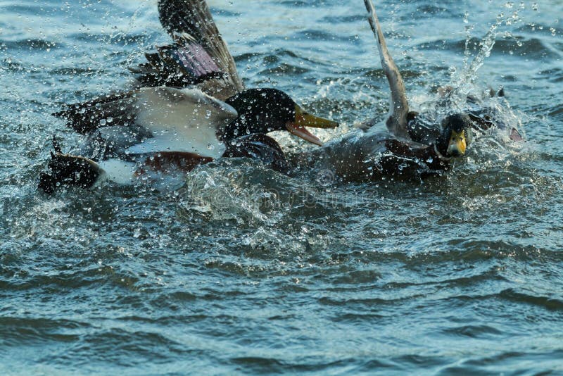 Ducks fighting each other stock photo. Image of wild - 241324700