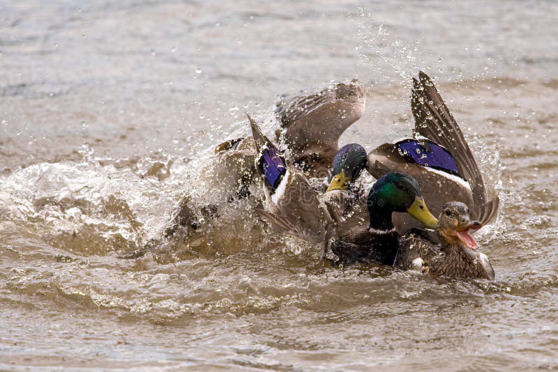 Ducks Fighting Over Mating Rights Stock Image - Image of ducks, rights ...
