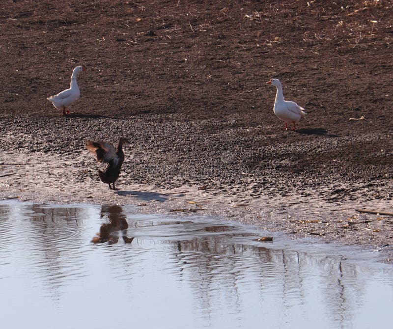 Duck; quack-quack; quacker stock image. Image of chrysanthemum - 148369865