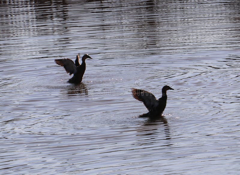 Duck; quack-quack; quacker stock photo. Image of beautiful - 148380178