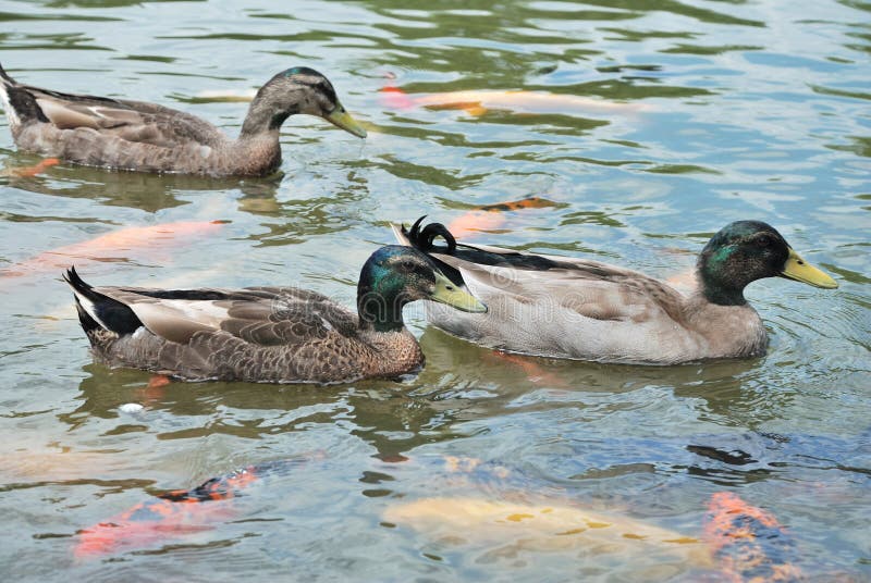 Ducks and fish stock photo. Image of lake, float, elegance - 26254594