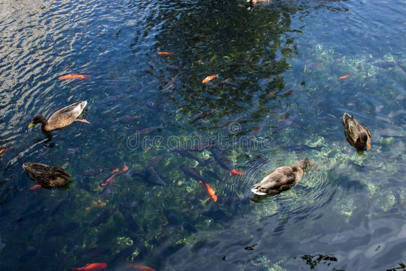 Ducks and fish stock photo. Image of pond, outside, lake - 158554852