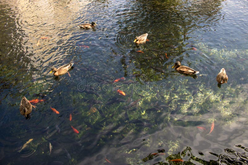 Ducks and fish stock photo. Image of lake, mallard, brown - 158554898