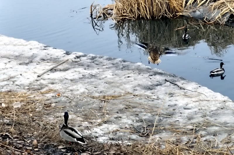 Ducks Flew in the Spring when it`s Still Snow Stock Photo - Image of ...