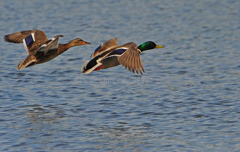 Ducks in flight stock image. Image of bills, flying, animals - 10357327
