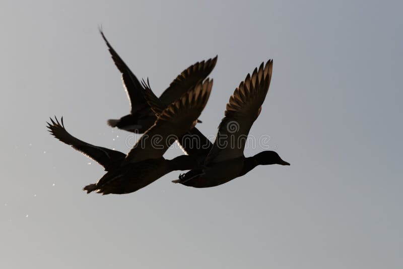 Ducks in flight stock photo. Image of animals, view, mallards - 11207486