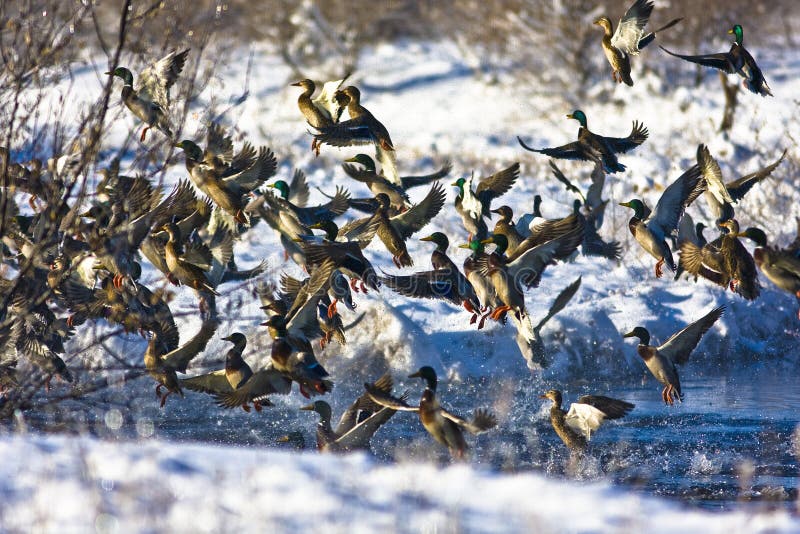 Ducks in Flight stock photo. Image of nebraska, water - 12376952