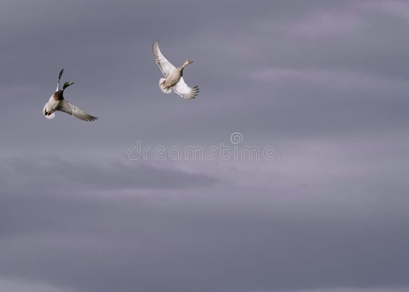 Ducks in-Flight stock image. Image of migration, flight - 178815883