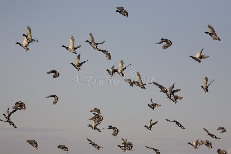 Ducks in Flight stock photo. Image of river, waterfowl - 23987354