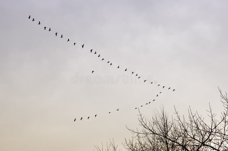Ducks in flight. stock image. Image of flight, dusk, birds - 92103217