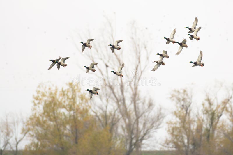Ducks in flight stock image. Image of migrating, waterfowl - 371771269