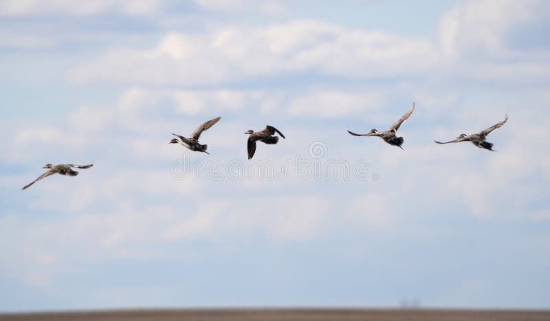 Ducks in Flight stock image. Image of duck, migrate - 269773303