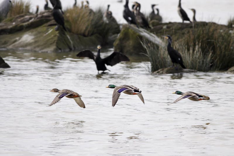Ducks in flight. stock image. Image of nature, backgrounds - 5204371