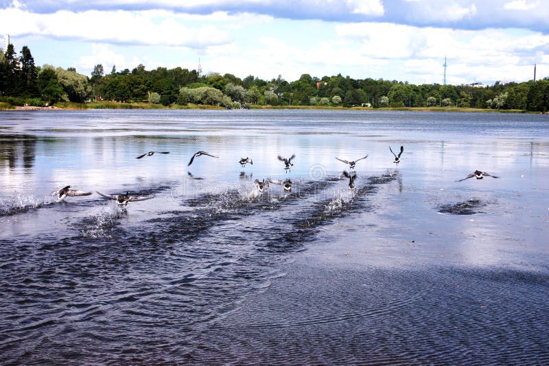 Ducks stock image. Image of travel, flight, helsinki - 43747489
