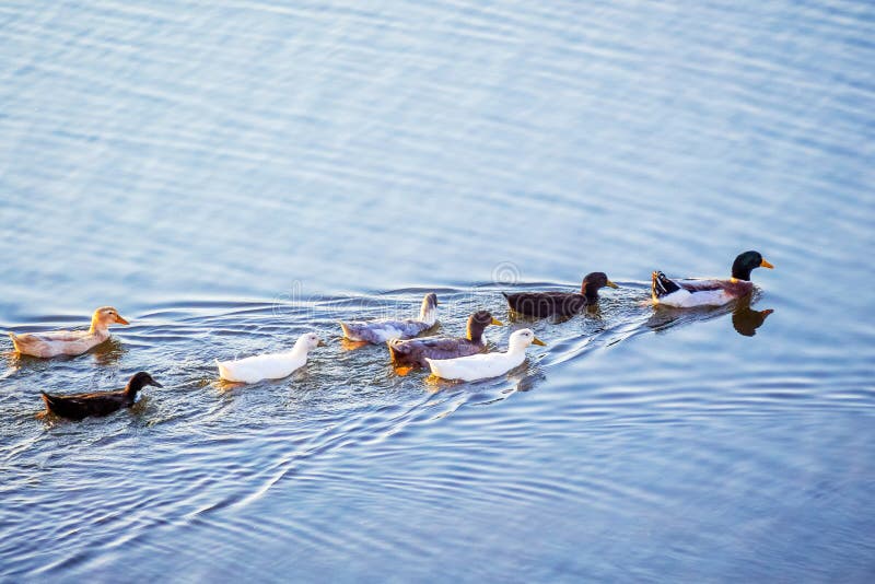 Ducks Float on the Blue Waters of the River. Breeding of Poultry Stock ...