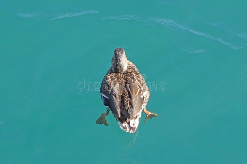 Ducks float in water stock image. Image of water, river - 61131199