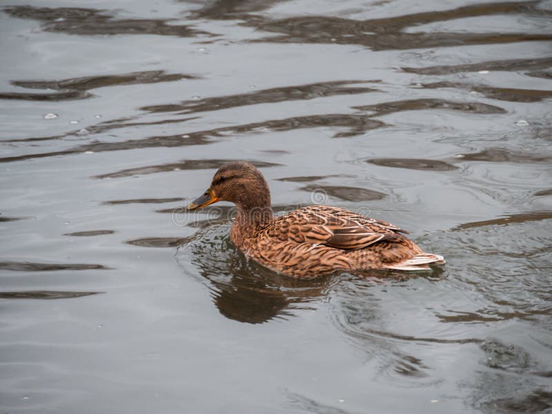 Ducks Float on the Water of the River Stock Image - Image of lake ...