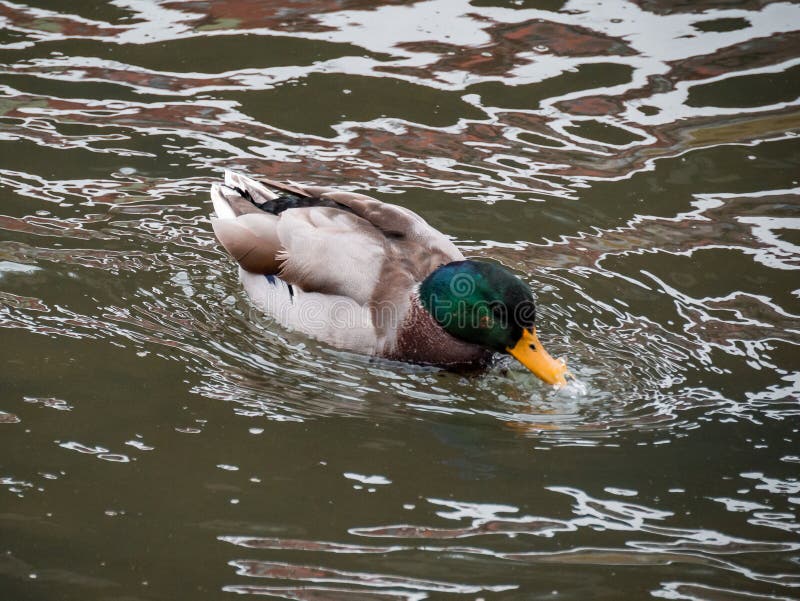 Ducks Float on the Water of the River Stock Image - Image of hunting ...