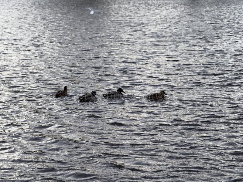 Ducks Floating Peacefully on Rippling Water Stock Photo - Image of ...