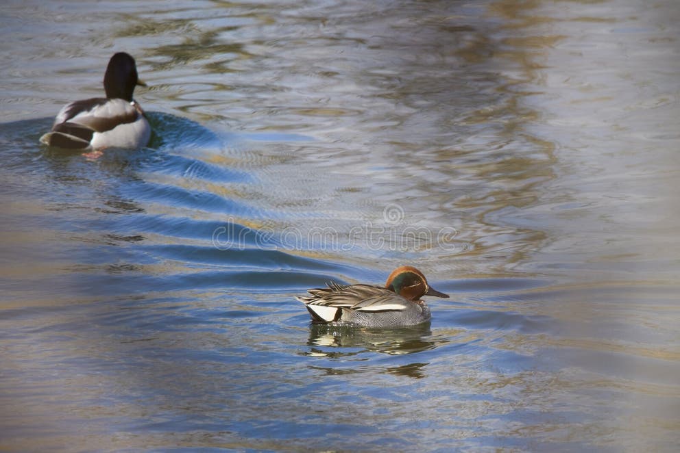 Ducks Floating on the Water Stock Photo - Image of water, duck: 365349202