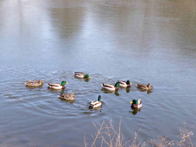 Ducks flock stock photo. Image of bird, wilderness, nature - 368126528