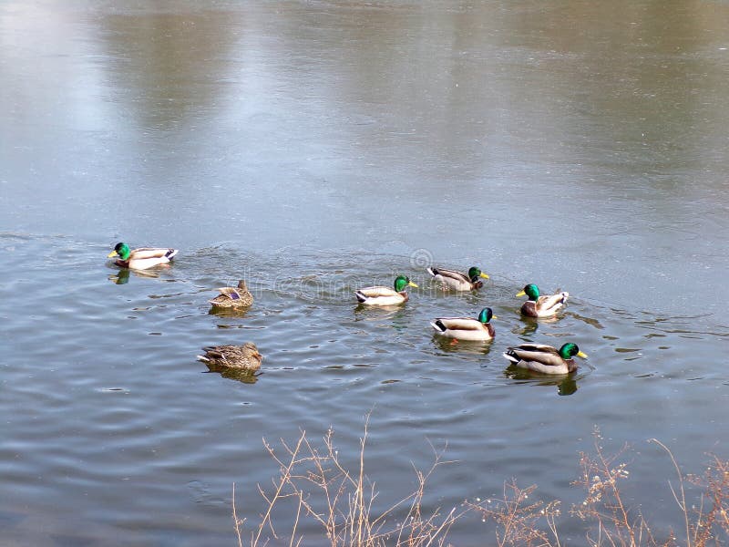 Ducks flock stock image. Image of lake, bird, wing, river - 368127087