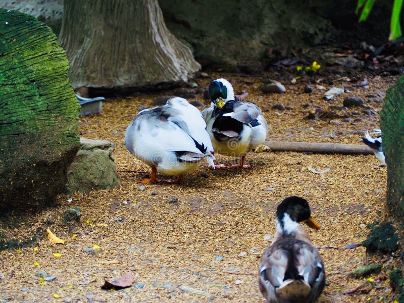 Ducks stock photo. Image of nature, floor, duck, hairy - 128119680