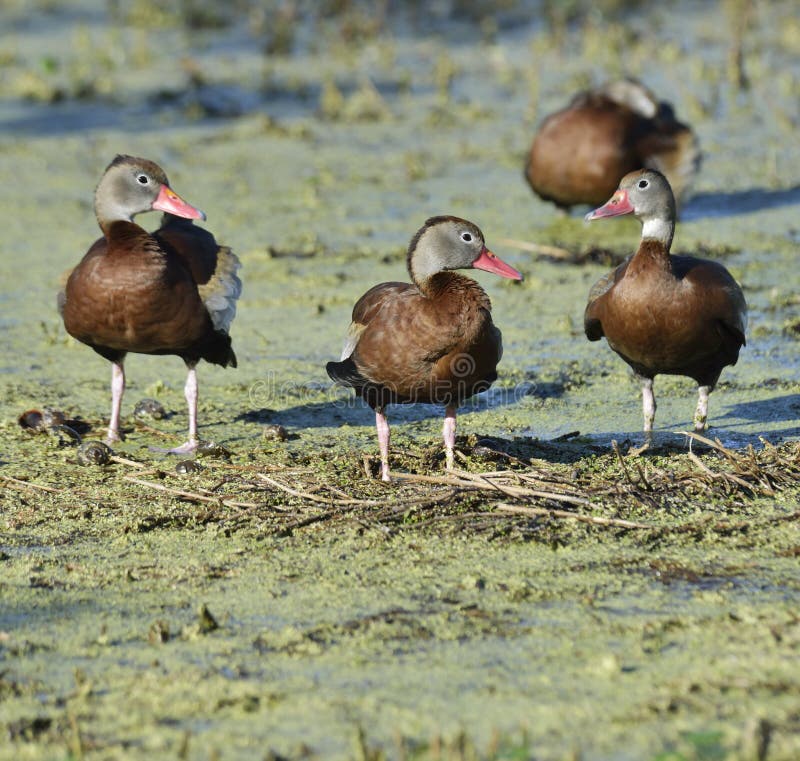 Ducks in Florida Wetlands stock photo. Image of wetland - 39021514