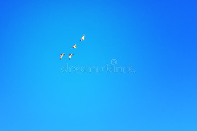 Ducks Fly in Formation Against Blue Sky Stock Photo - Image of evening ...
